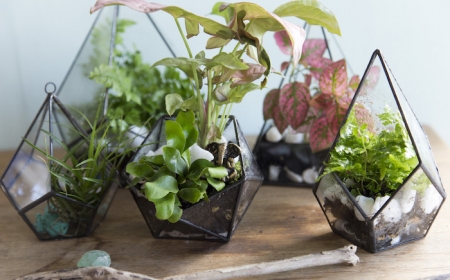 Air Plant Terrariums – Tiny, Exquisite Gardens for Your Home