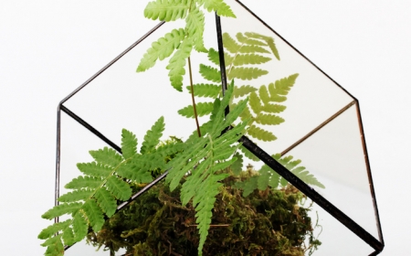 Air Plant Terrariums – Tiny, Exquisite Gardens for Your Home