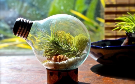 Air Plant Terrariums – Tiny, Exquisite Gardens for Your Home