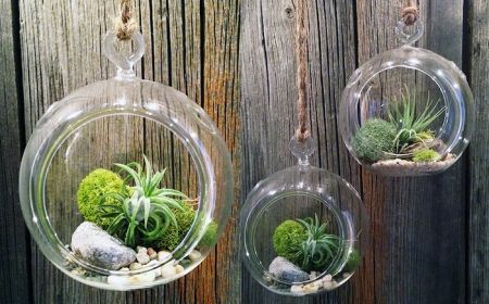 Air Plant Terrariums – Tiny, Exquisite Gardens for Your Home