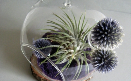 Air Plant Terrariums – Tiny, Exquisite Gardens for Your Home