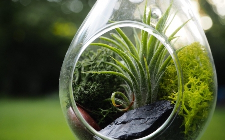 Air Plant Terrariums – Tiny, Exquisite Gardens for Your Home