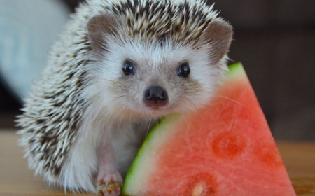 The Top 10 Unusual and Exotic Pets You Can Legally Own