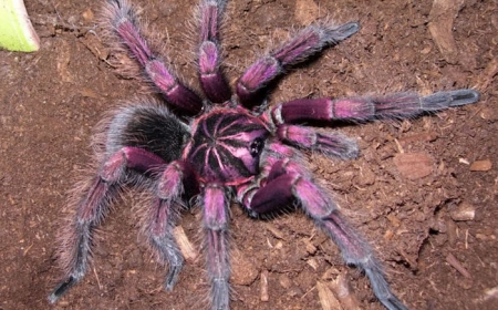 The Top 10 Unusual and Exotic Pets You Can Legally Own