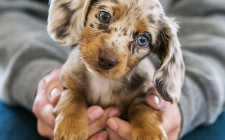 Who’s A Cute Dog? 70 Images Proving That Our Canine Friends Are The ...