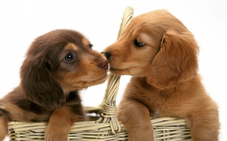 Who’s A Cute Dog? 70 Images Proving That Our Canine Friends Are The ...