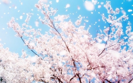 Spring wallpaper – a 100 beautiful images to decorate your phone or ...