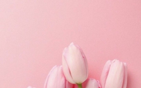 Spring wallpaper – a 100 beautiful images to decorate your phone or ...
