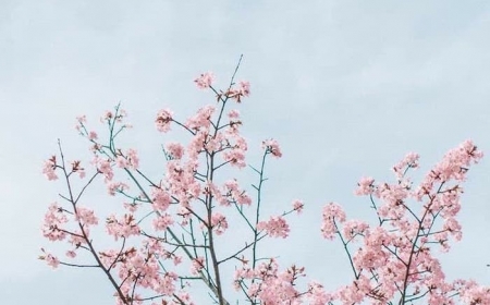 Spring wallpaper – a 100 beautiful images to decorate your phone or ...
