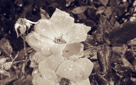 Choose a Floral Background to Decorate Your Screen With