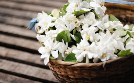 How to grow a beautiful jasmine flower to add to your exterior