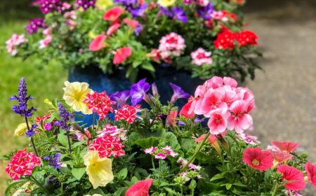 How to grow perennial flowers in pots for an always beautiful garden