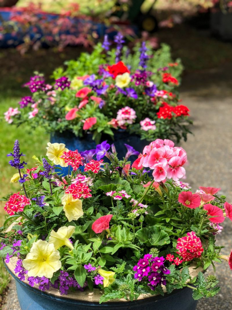 How to grow perennial flowers in pots for an always beautiful garden