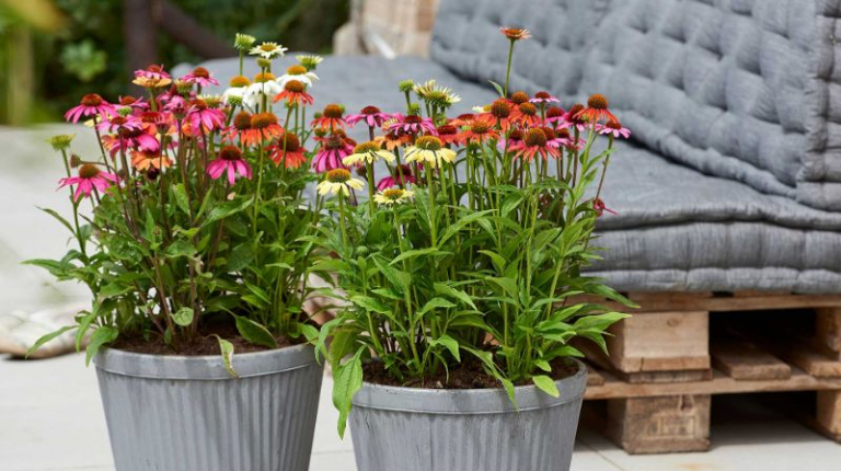 How to grow perennial flowers in pots for an always beautiful garden