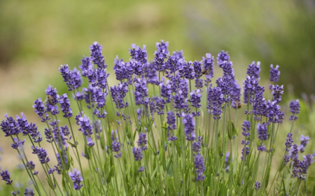 How to grow an aromatic lavender plant at home