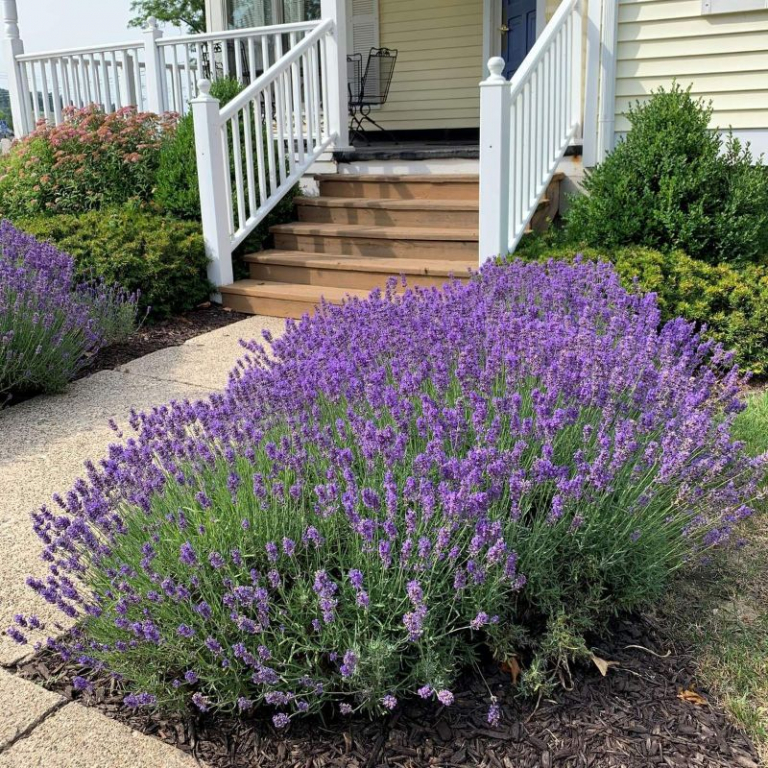 How to Grow Your Own Aromatic Lavender Plant: Care Guide