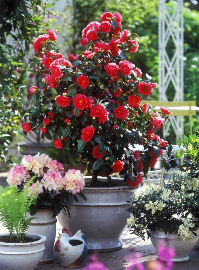 How to grow perennial flowers in pots for an always beautiful garden