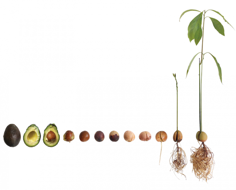 How to grow an avocado indoors: The whole process – Archziner.com