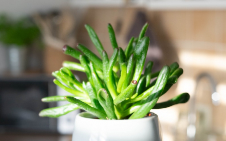 How to take care of succulents to ensure they grow healthy