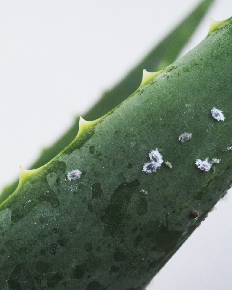 How to properly take care of an Aloe Vera plant – Archziner.com