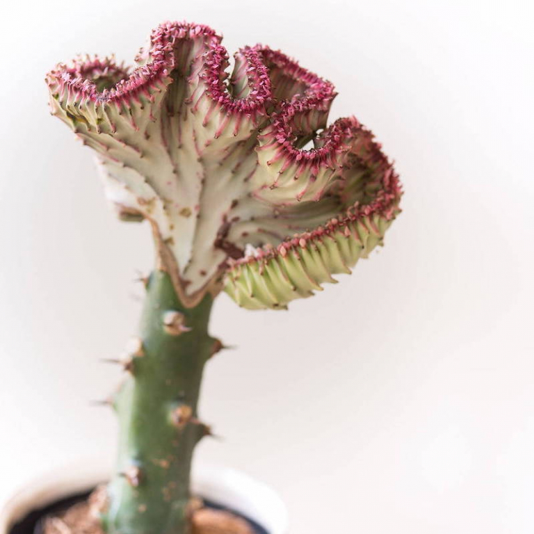Cool Plants You Need in Your Home: 8+ Unusual Options – Archziner.com