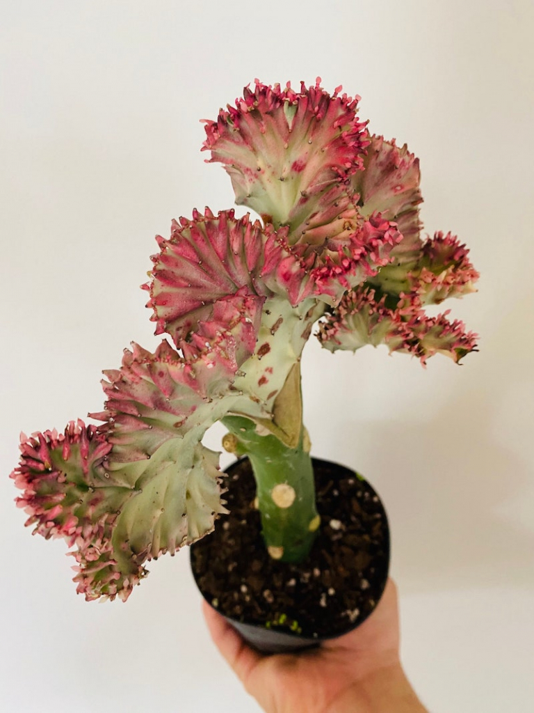 Cool Plants You Need in Your Home: 8+ Unusual Options – Archziner.com