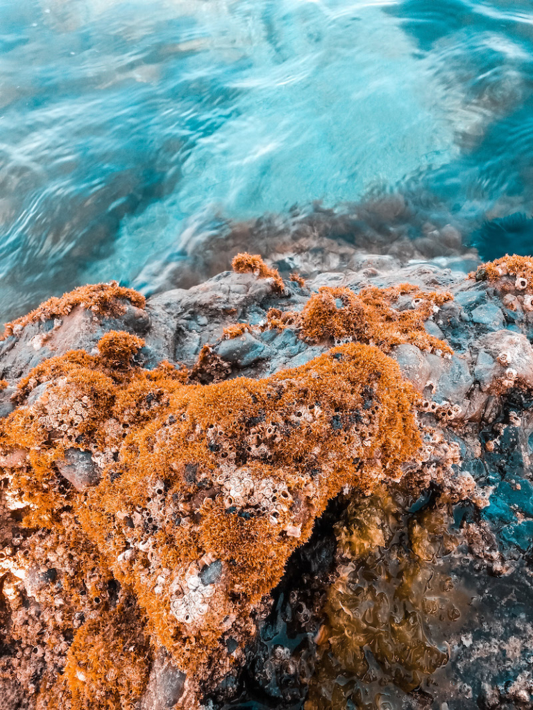 Benefits of Sea Moss & How to Make Sea Moss Gel at Home - Archziner