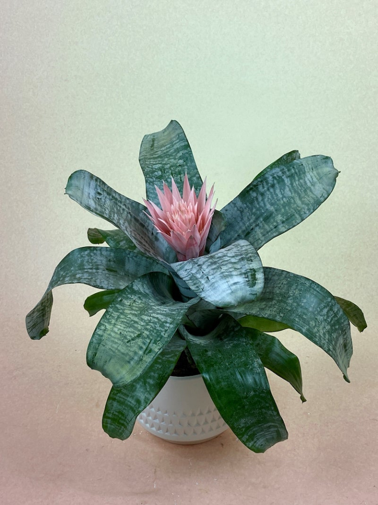 Cool Plants You Need in Your Home: 8+ Unusual Options – Archziner.com