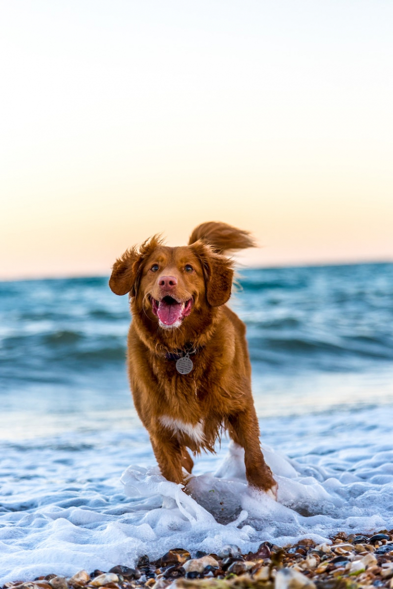 How to Make Your Dog Happy: 8 Tips & Ideas – Archziner.com