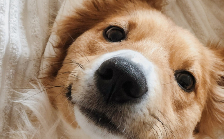 How to Make Your Dog Happy: 8 Tips & Ideas