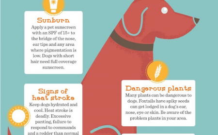 How to Make Your Dog Happy: 8 Tips & Ideas