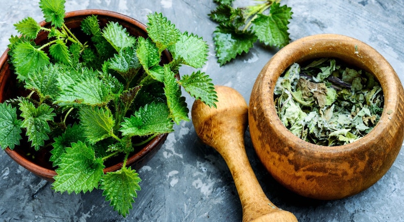 Stinging Nettle Benefits and Side Effects