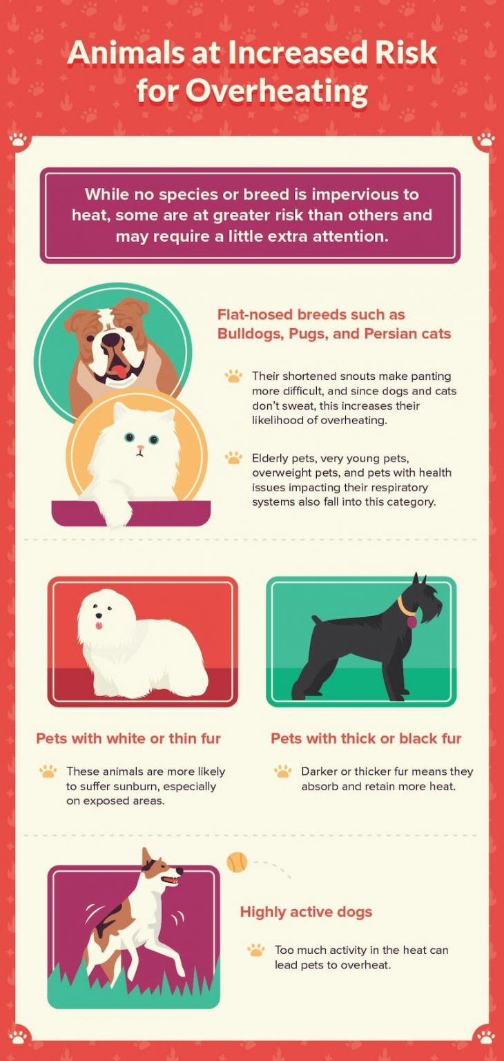 How to Make Your Dog Happy: 8 Tips & Ideas – Archziner.com