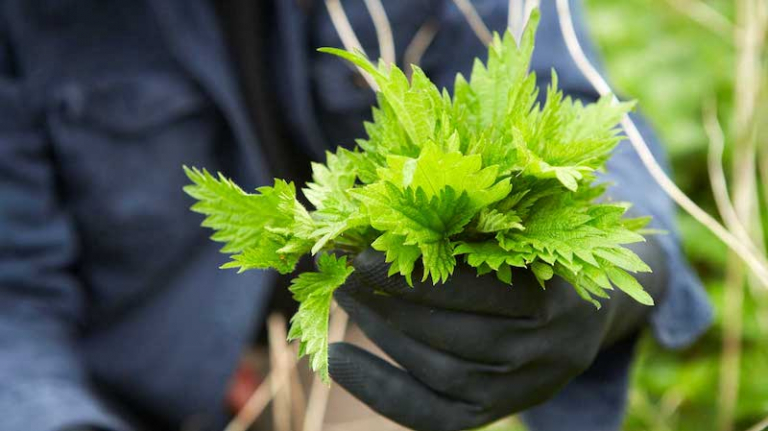 Stinging Nettle Benefits and Side Effects – Archziner.com