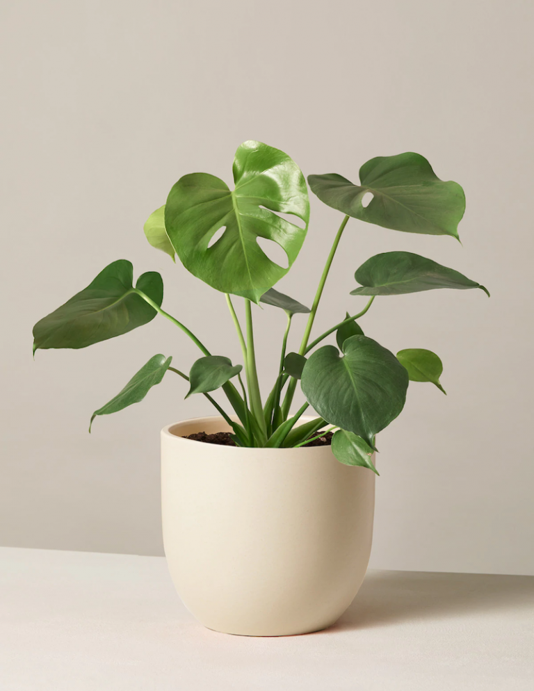 Ultimate Monstera Guide: How to care for & propagate Monstera Deliciosa