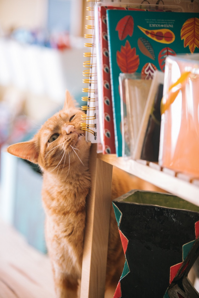 What Do Cats Actually Like? Here are 9 Cat-Favorite Activities and Things