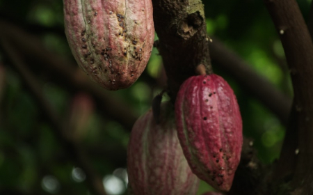 Eat More Chocolate! 5+ Amazing Benefits Of Eating Chocolate Everyday