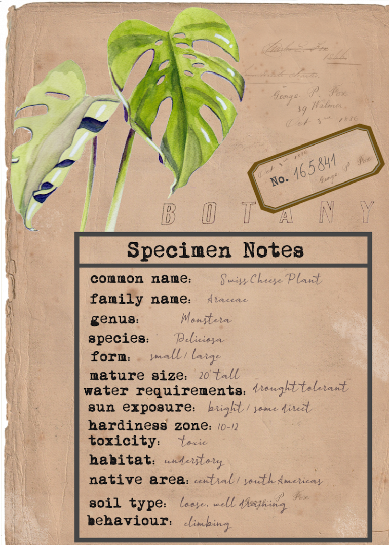 Ultimate Monstera Guide: How to care for & propagate Monstera Deliciosa