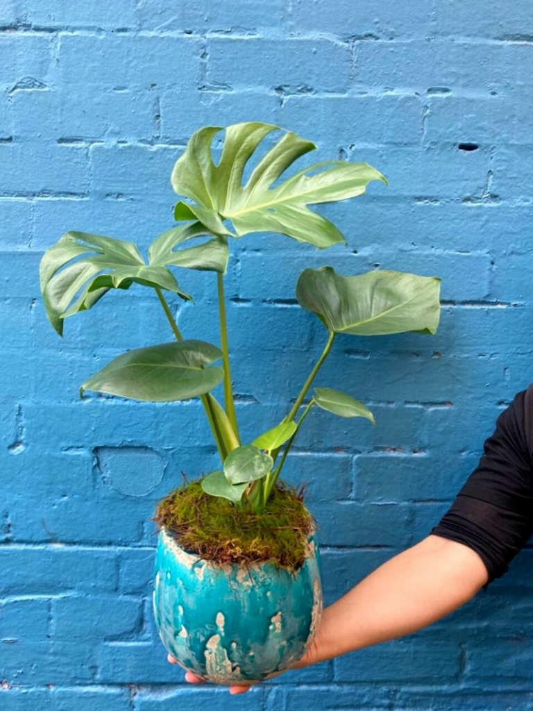 Ultimate Monstera Guide: How to care for & propagate Monstera Deliciosa