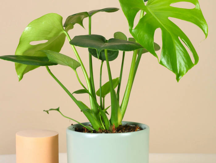 Ultimate Monstera Guide: How to care for & propagate Monstera Deliciosa