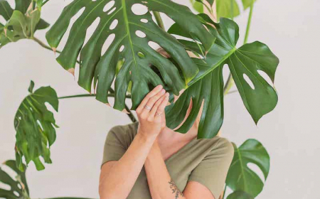 Ultimate Monstera Guide: How to care for & propagate Monstera Deliciosa