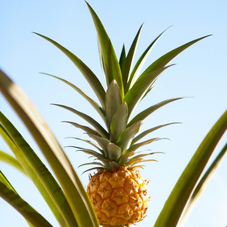 Pineapple Plant: How to grow one from a store-bought fruit in 4 easy steps