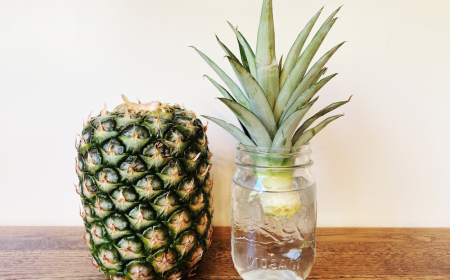 Growing a pineapple plant from a store-bought fruit in 4 simple steps