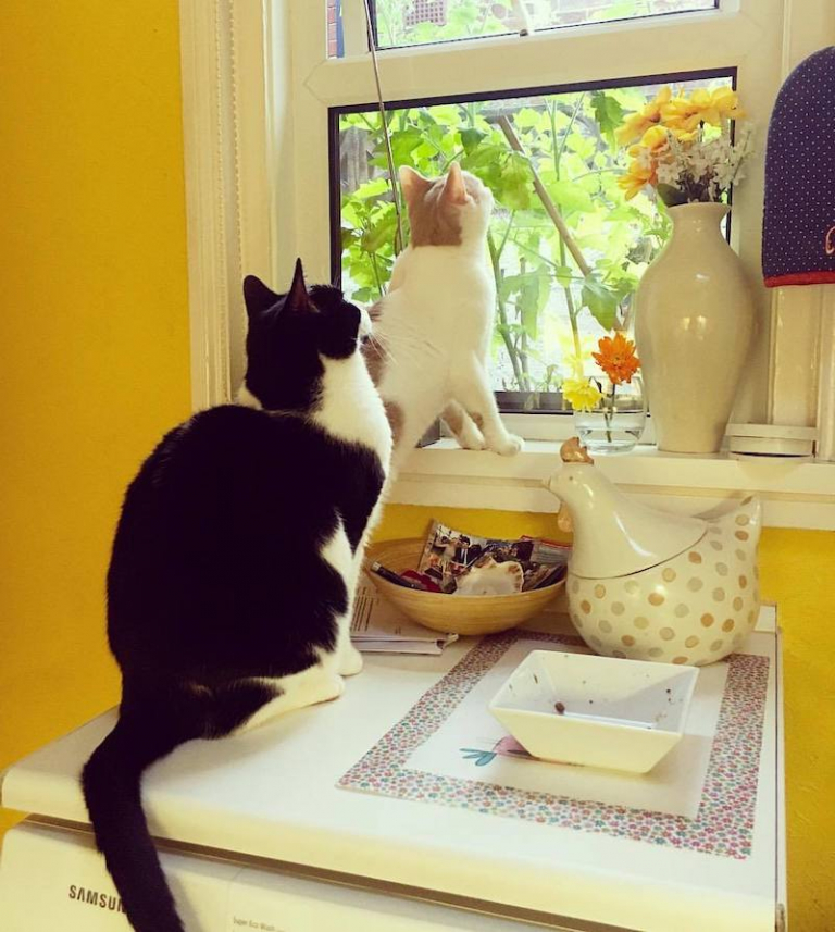 What Do Cats Actually Like? Here are 9 Cat-Favorite Activities and Things