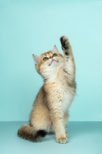 What Do Cats Actually Like? Here are 9 Cat-Favorite Activities and Things