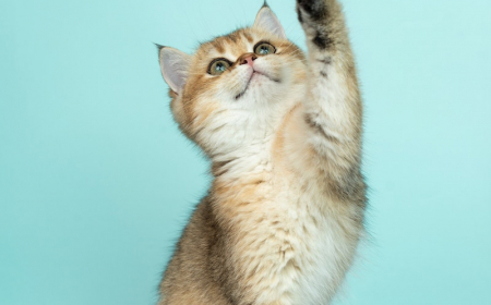 What Do Cats Actually Like? Here are 9 Cat-Favorite Activities