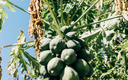 How to Grow a Papaya Plant from Seeds of Store-Bought Fruit in 8 Steps