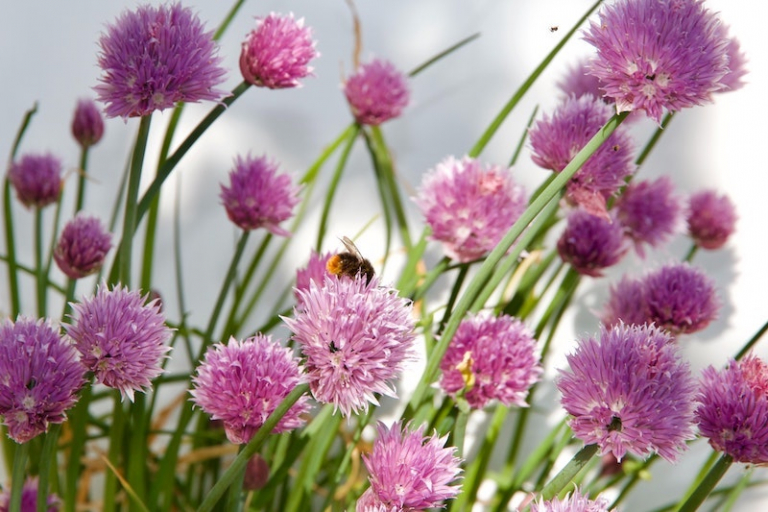 10 Best Flowers for Bees: How to Make Your Garden a Bee-Friendly Oasis