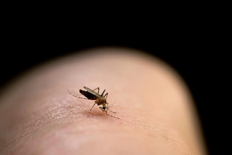 How To Get Rid of Mosquito Bites: Quick and Easy