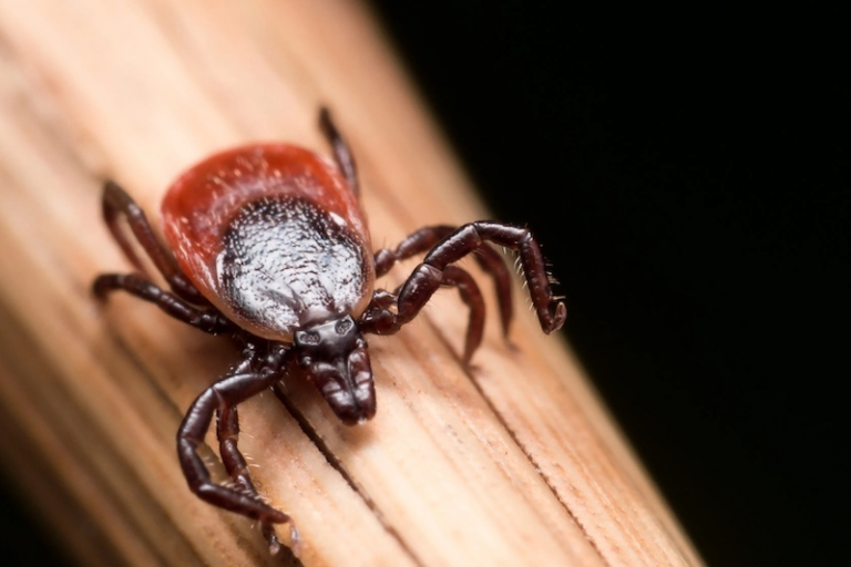 3+ Plants Guaranteed To Repel Ticks From The Garden